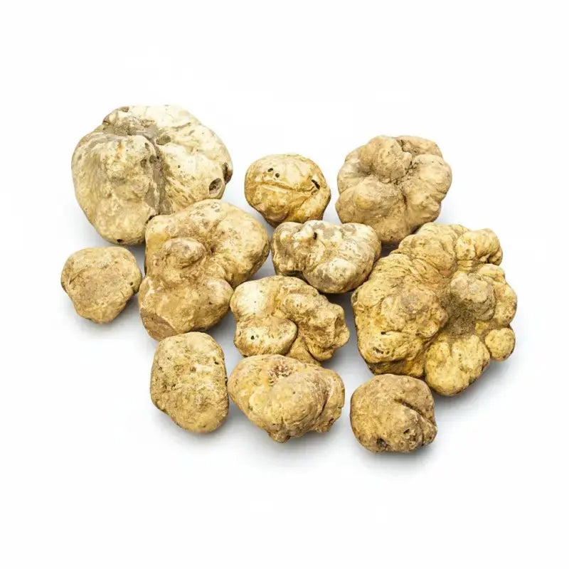 Frische weiße Trüffel - Tuber Magnatum (große Größe) | Terra Ross